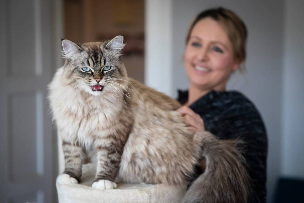 Jessie the miradoll cat from Remuera in Auckland is a…