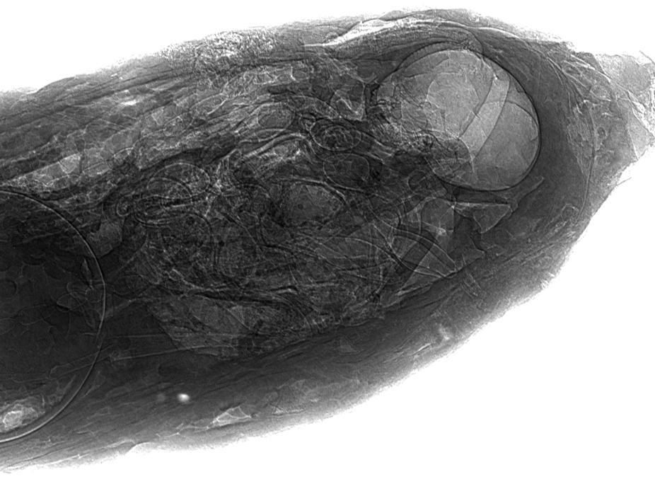Prehistoric parasitic wasps found frozen inside…