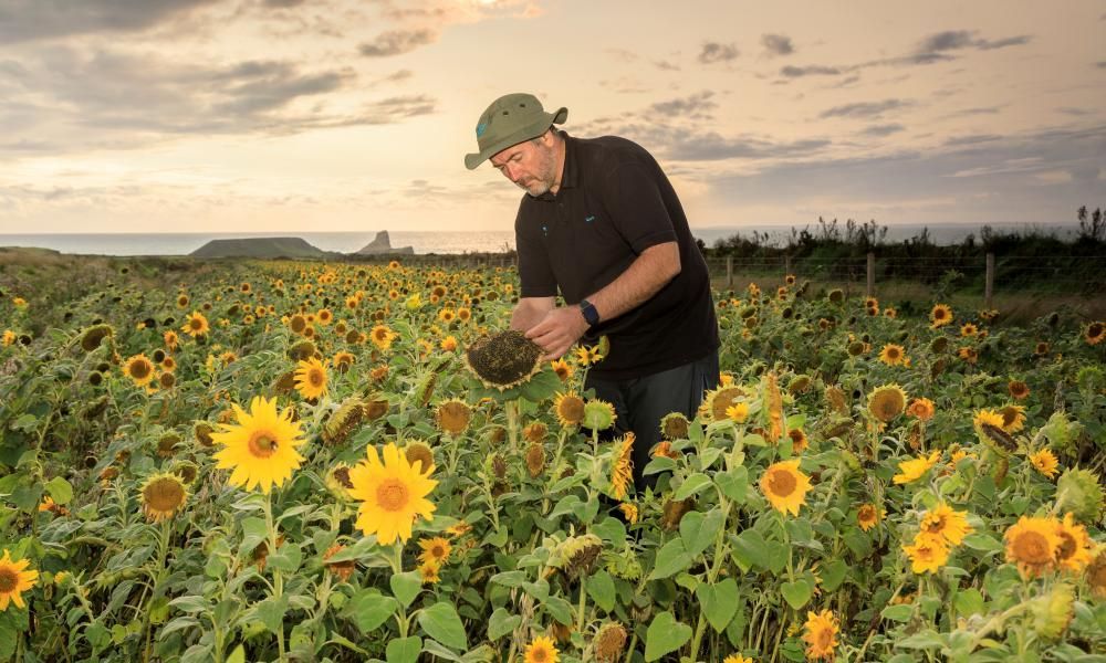 Return of strip-field farming creates haven for rare…