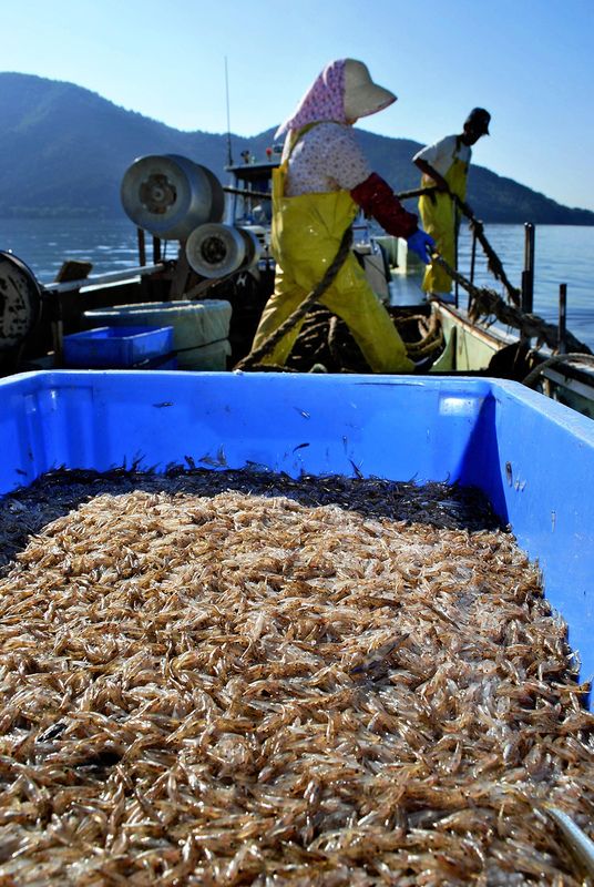 Young gori fish a savory treat on Japan's Lake Biwa…