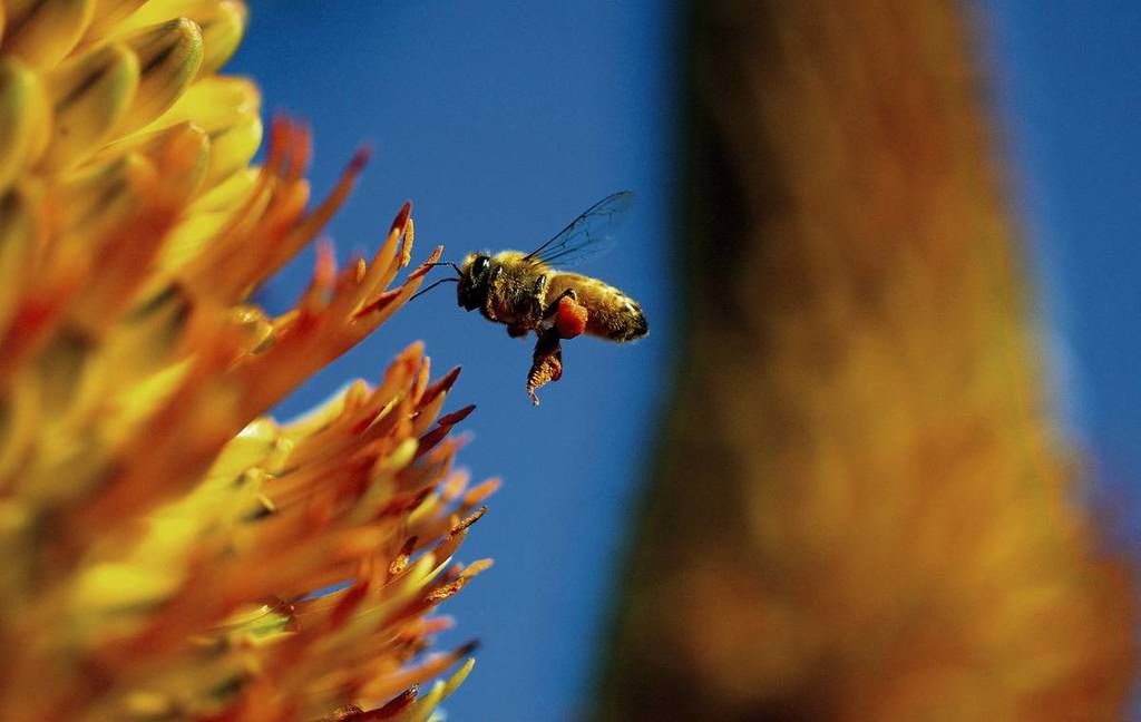 10 crazy things you didn't know about our bees