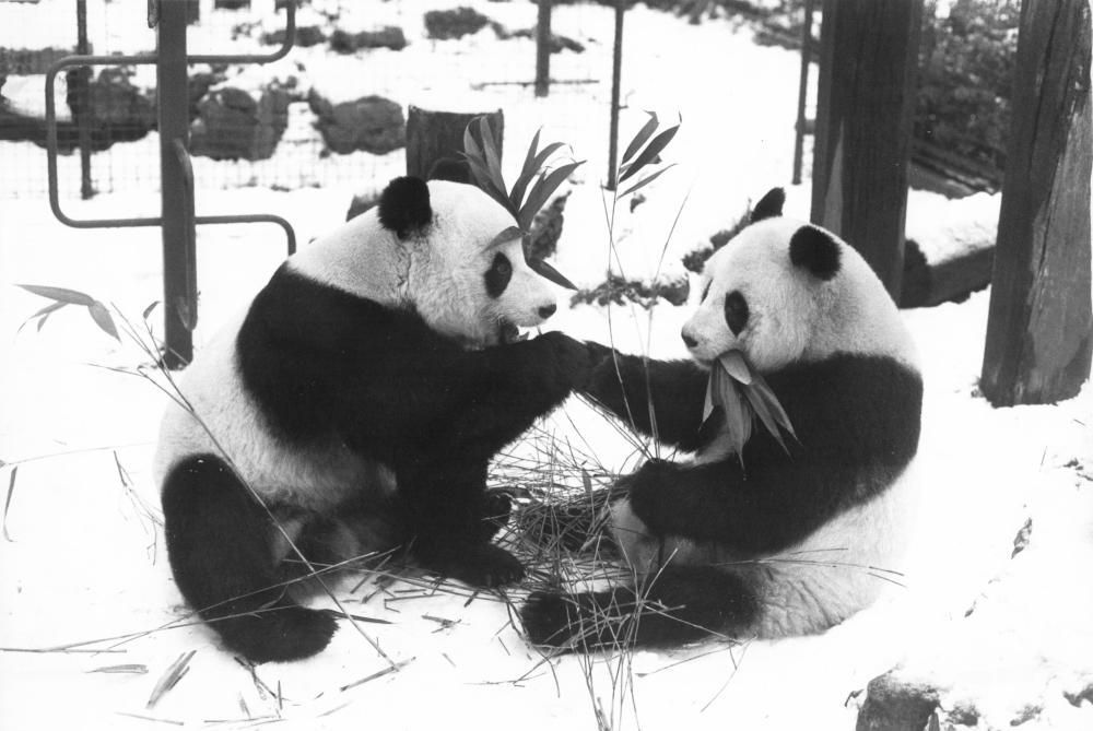 Ching Ching and Chia Chia: London Zoo's giant pandas