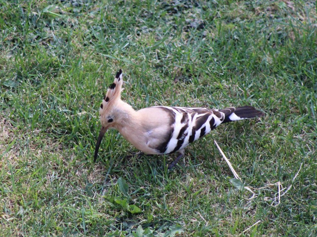 Rare mohican feathered hoopoe bird spotted in British…