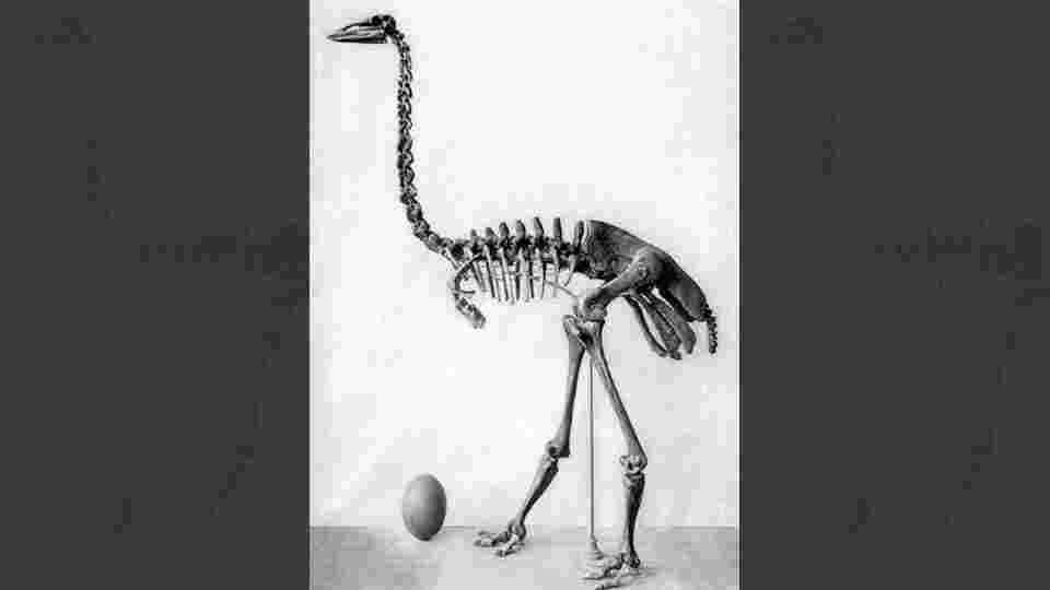 Scientists Finally Decide On World s largest Bird scientists-finally-decide-on-world-s-largest-bird