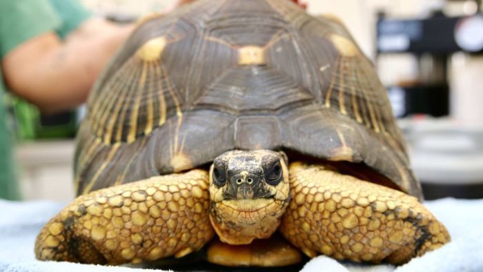 Second tortoise missing from Perth Zoo for seven years…