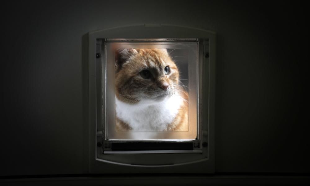 Is it worth buying an electronic cat flap to keep…