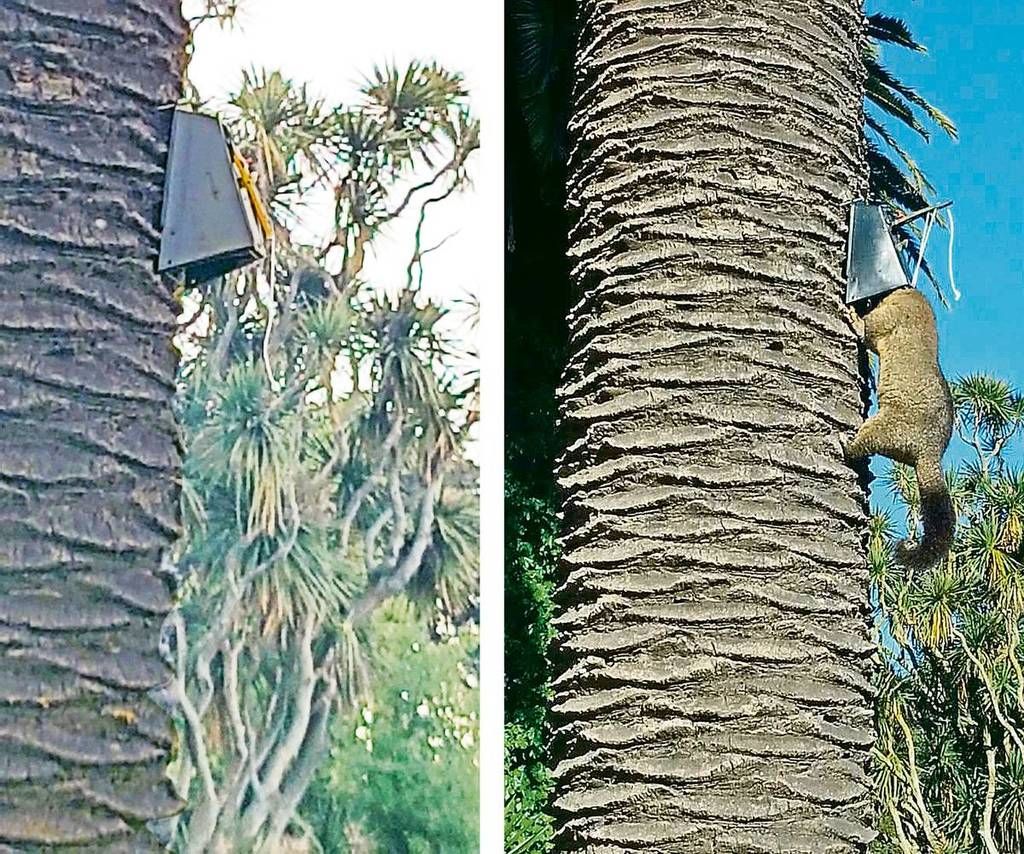 The case of the dead possum hanging from a palm tree…