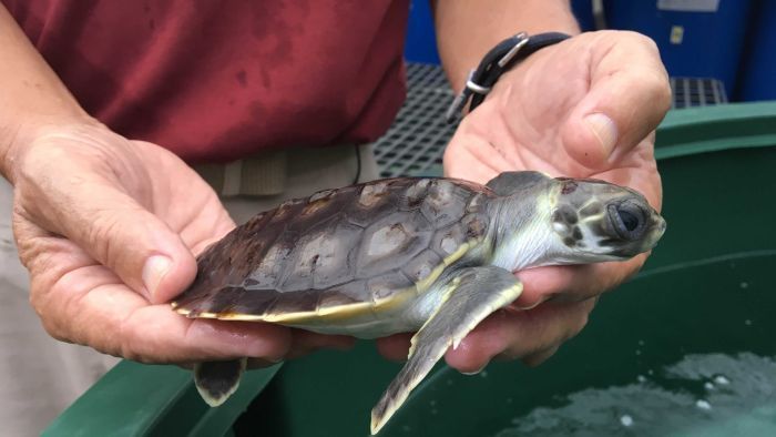 'Local extinction': NT turtles having all-female…
