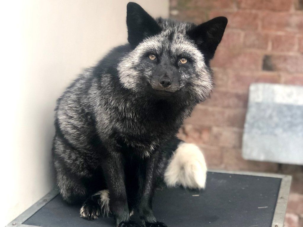 'Very rare' silver fox found in Cheshire garden