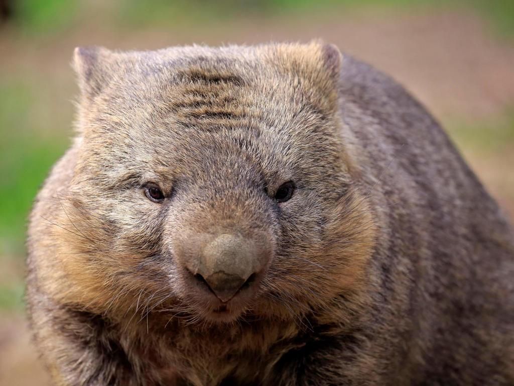 Scientists solve mystery of how wombats produce cubed…