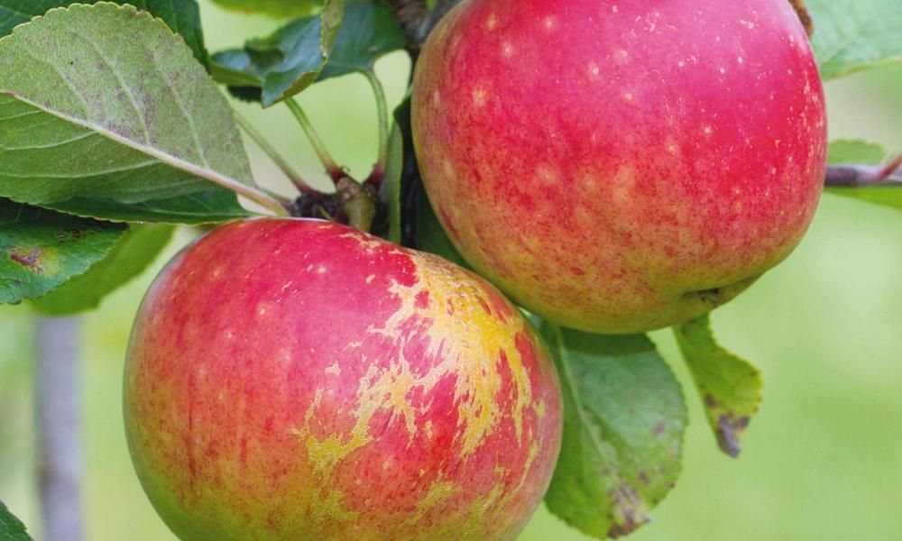 How to prune an apple tree