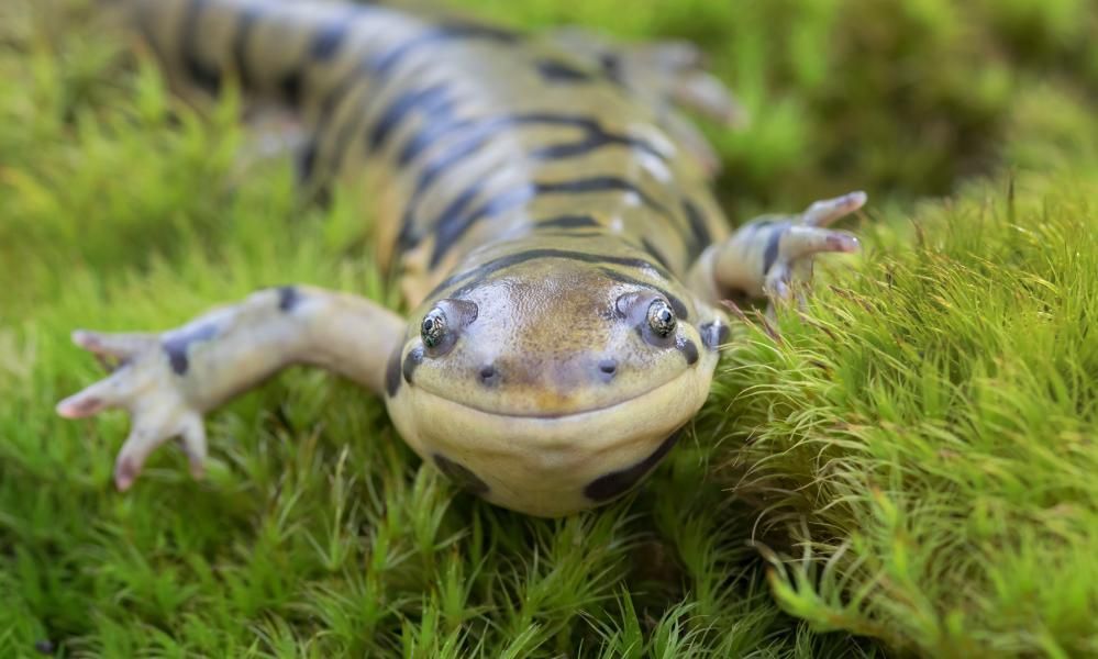 Five animals that can regenerate