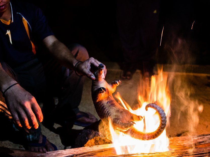 Hunters bludgeon endangered pangolin to death for…