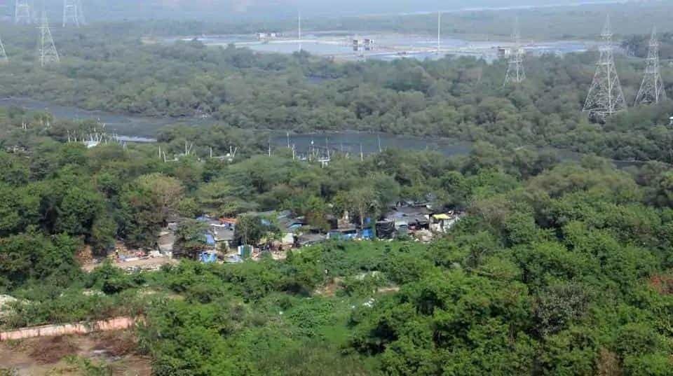 MSRDC destroying mangroves for Bandra-Versova sea…