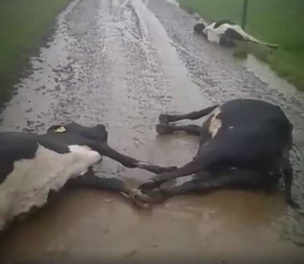 Farmer's horror as four cows found dead after…