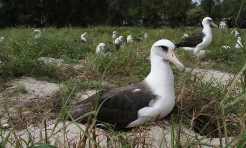 World's oldest known wild bird to become a mother for…