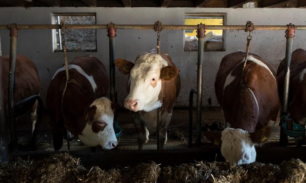 'It's medieval': why some cows are still living most…