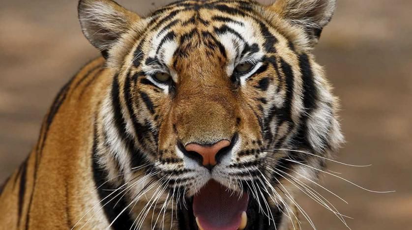 Tiger Kills Buddhist Monk while Meditating in India