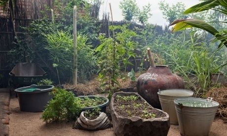 Permaculture in Malawi: using food forests to prevent…