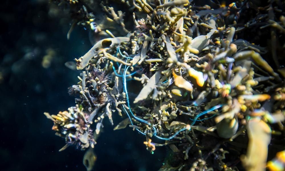 Plastic pollution discovered at deepest point of ocean