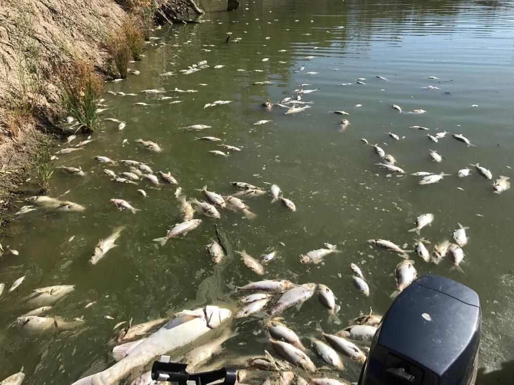 Hundreds of thousands of native fish dead in second…