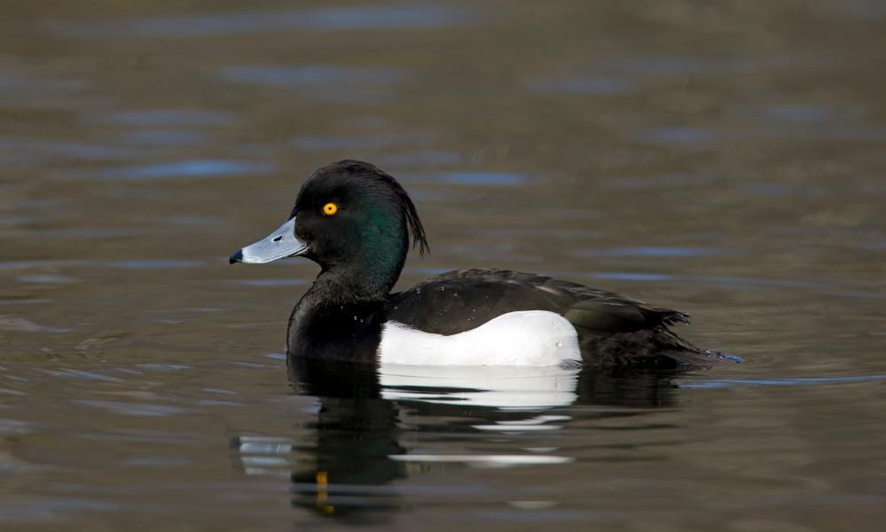 Australia's first tufted duck sighting creates a…