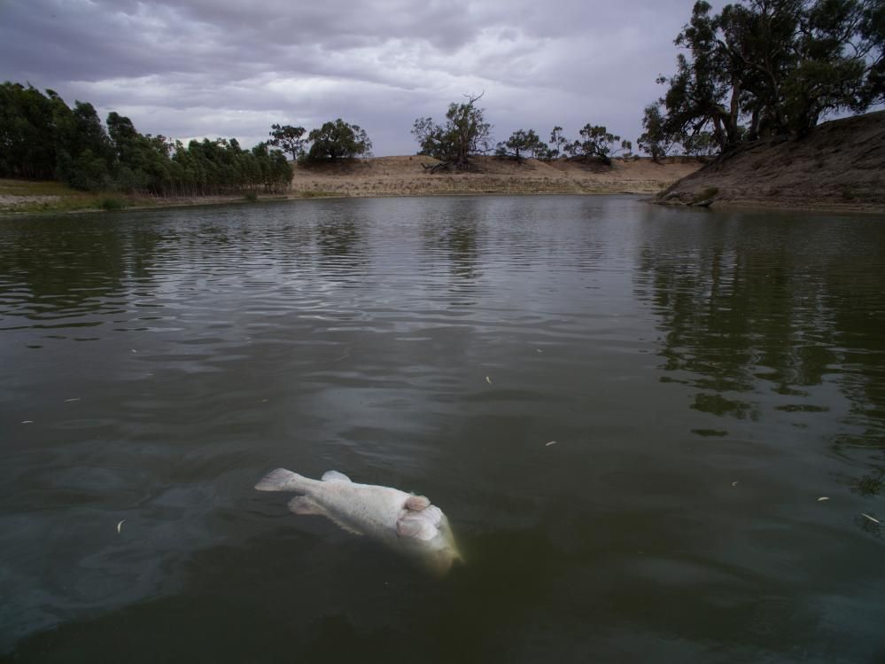 The Darling River fish kill is what comes from…