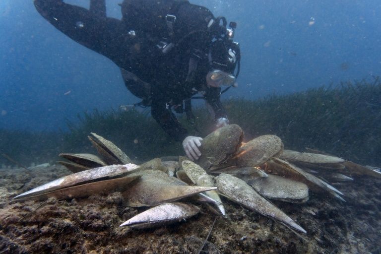 Tiny killer threatens giant clam, aquatic emblem of…
