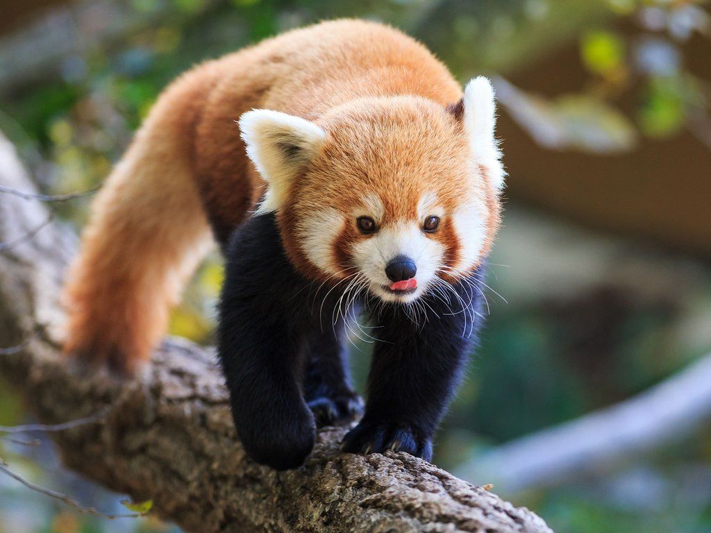 Endangered red panda escapes from Belfast zoo,…