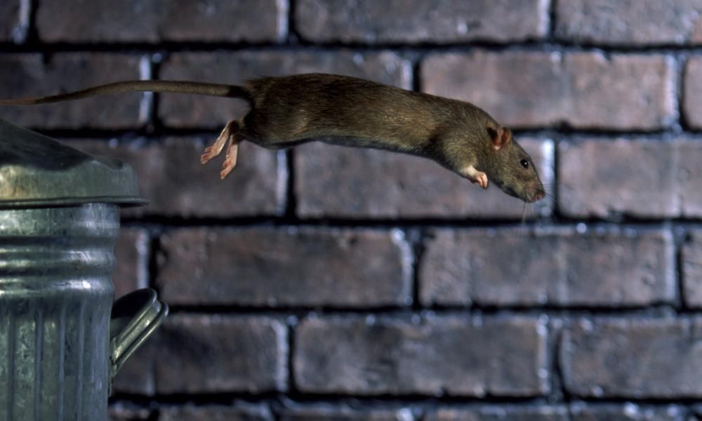 Rat-infested prison cells are one difference between…