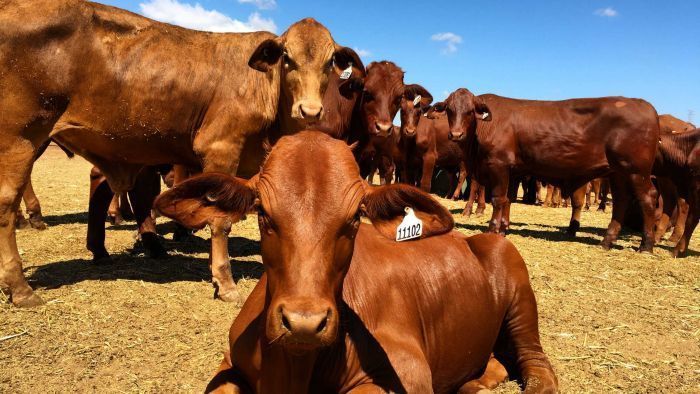 More than 1,000 cattle expected to die on Pilbara…