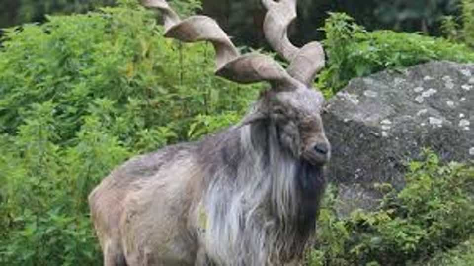 US national pays record $1,10,000 to hunt Pakistan’s…