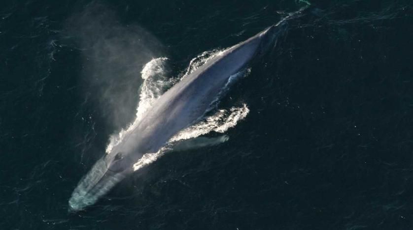 Drones to Monitor Whales' Health in Australia