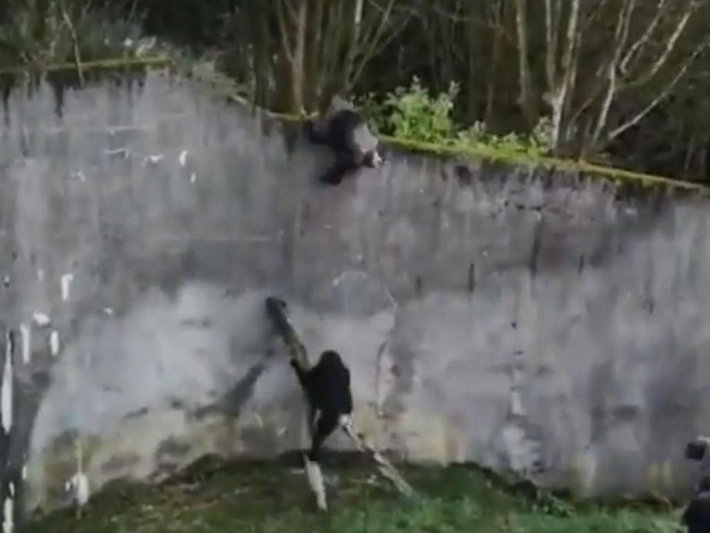 Chimpanzees escape from Belfast Zoo enclosure using…