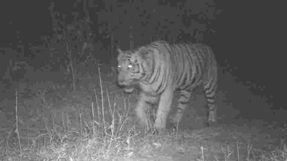 Tiger makes a comeback to Gujarat after more than 25…