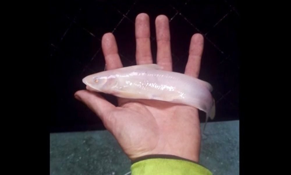 Rare albino catfish caught by fisherman