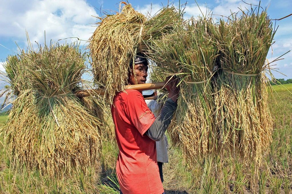 Business as usual for rice industry after Duterte…