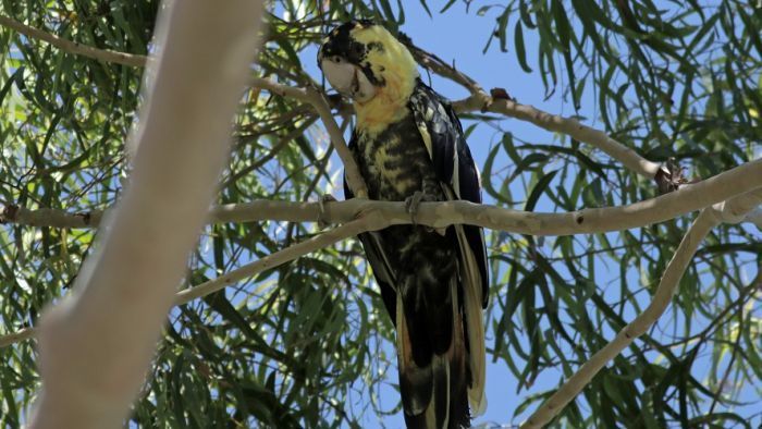 Hello cocky! Rare yellow-feathered mutation of…