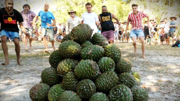 Aboriginal tradition celebrating giant bunya cone gets…