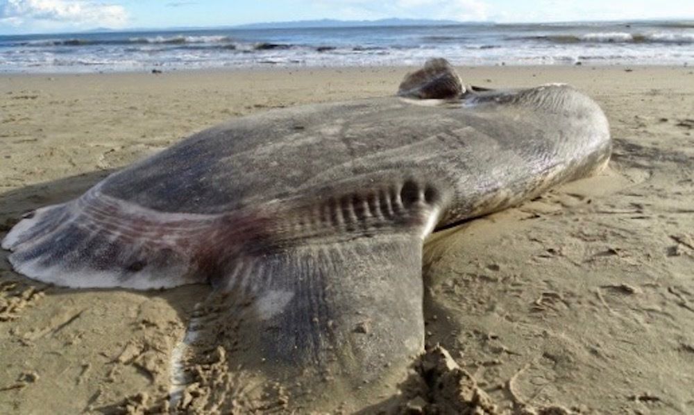 Rare sunfish seen in Northern Hemisphere for first time