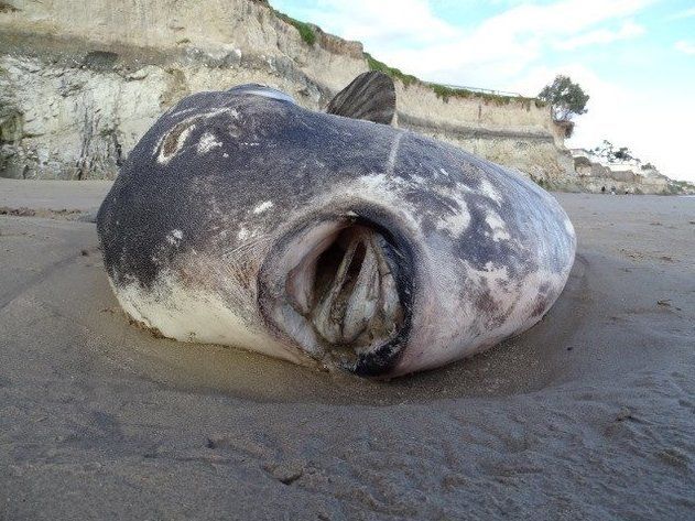 Rare giant sunfish washes up in northern hemisphere…