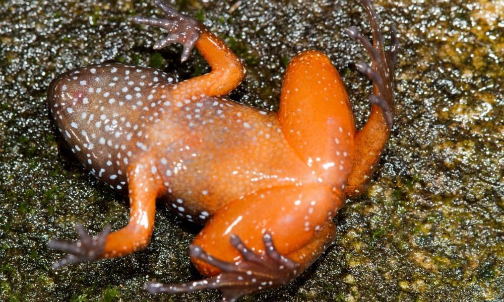Orange-bellied 'starry dwarf frog' discovered in…