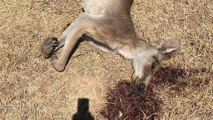 One million kangaroos die in ongoing Victorian pet…
