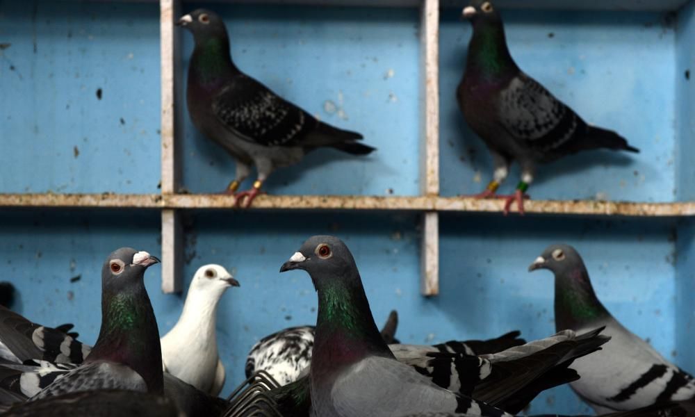 'Lewis Hamilton of pigeons' sold for world record…