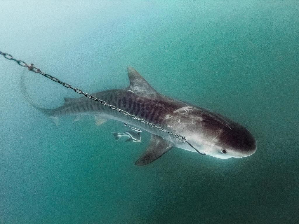 Photographs of sharks impaled on giant hooks spark…