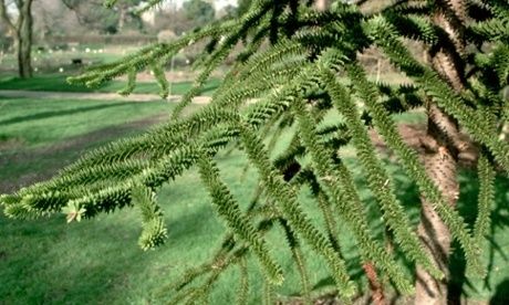 Monkey puzzles: an iconic tree under threat
