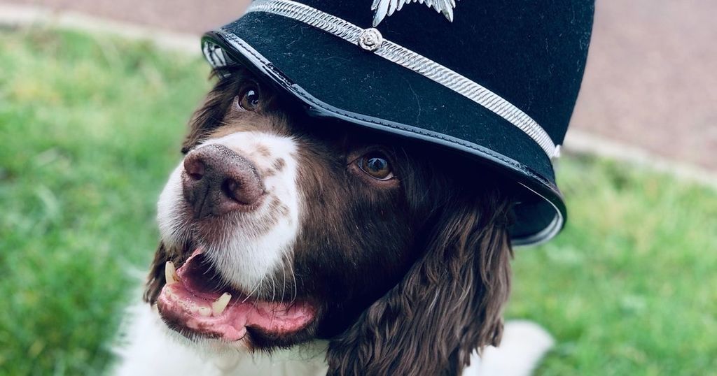 Good boy: Sniffer dog retires from the force after…
