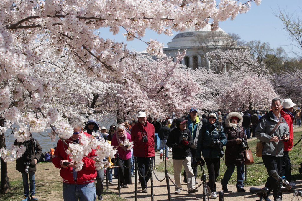 Cherry blossom season begins in Washington DC – and…
