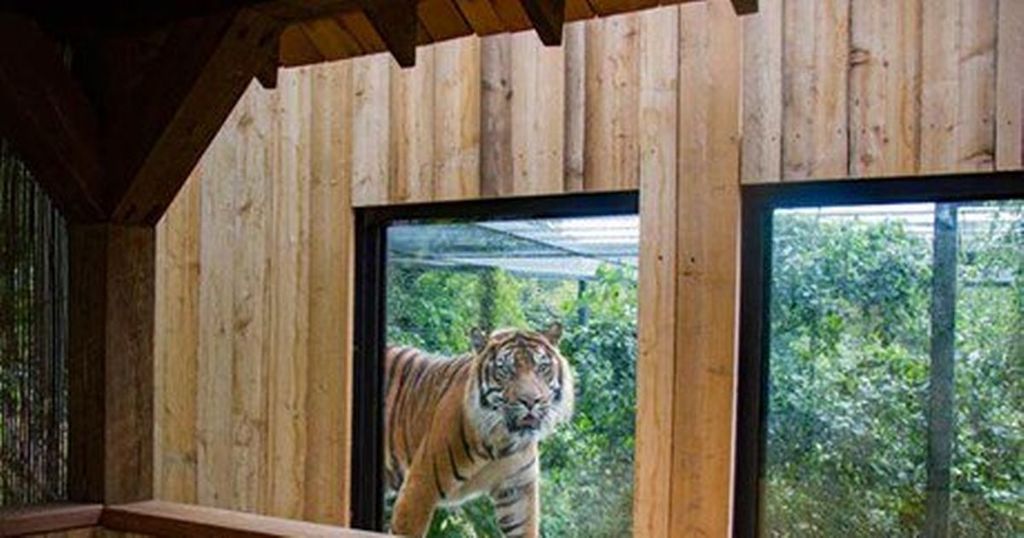 Edinburgh Zoo shares footage of new tiger Dharma's…