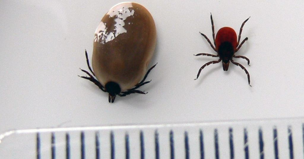 'Horror' summer of blood-sucking ticks that can…